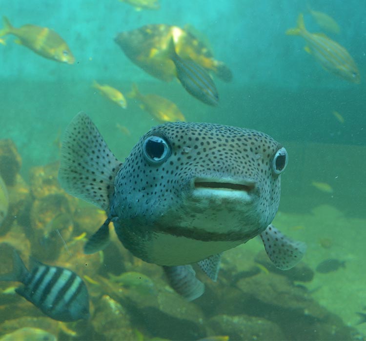 Mundo Marino – Acuario Santa Marta