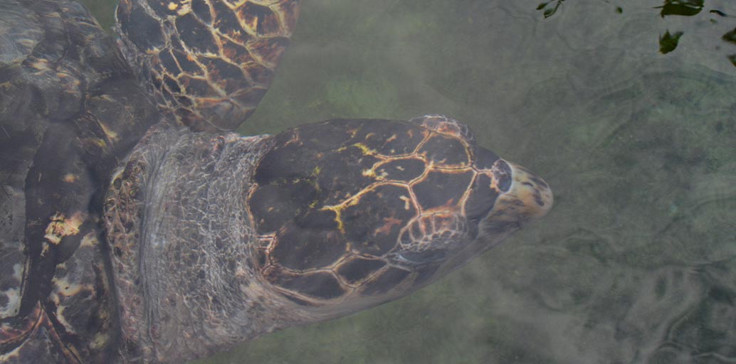 Tortuga Hicotea – Mundo Marino