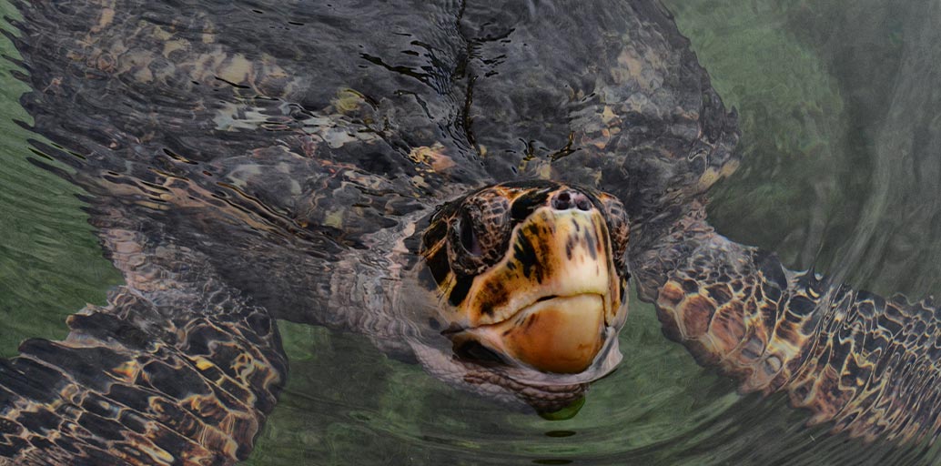 Tortuga Hicotea – Mundo Marino